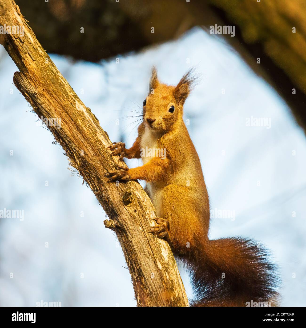 Branch woods hi-res stock photography and images - Alamy