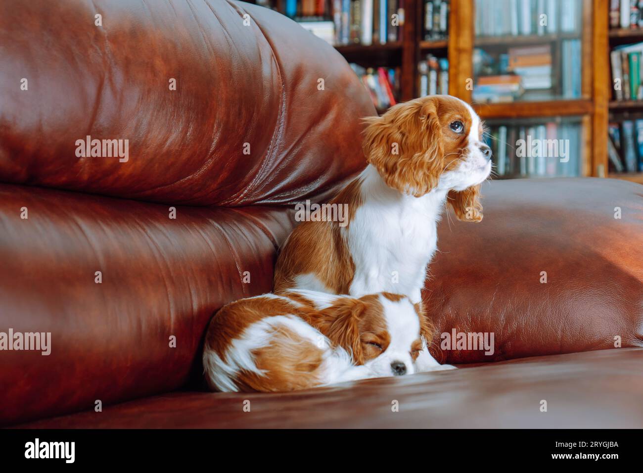 Purebred puppies. Two beautiful puppy cavalier King Charles spaniel ...