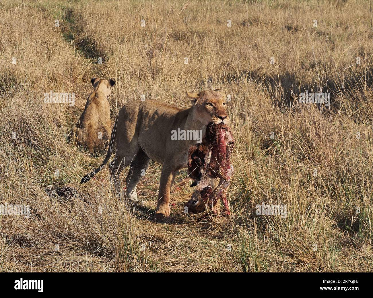 This lioness was with 2 large cubs away from any pride feeding on an ...
