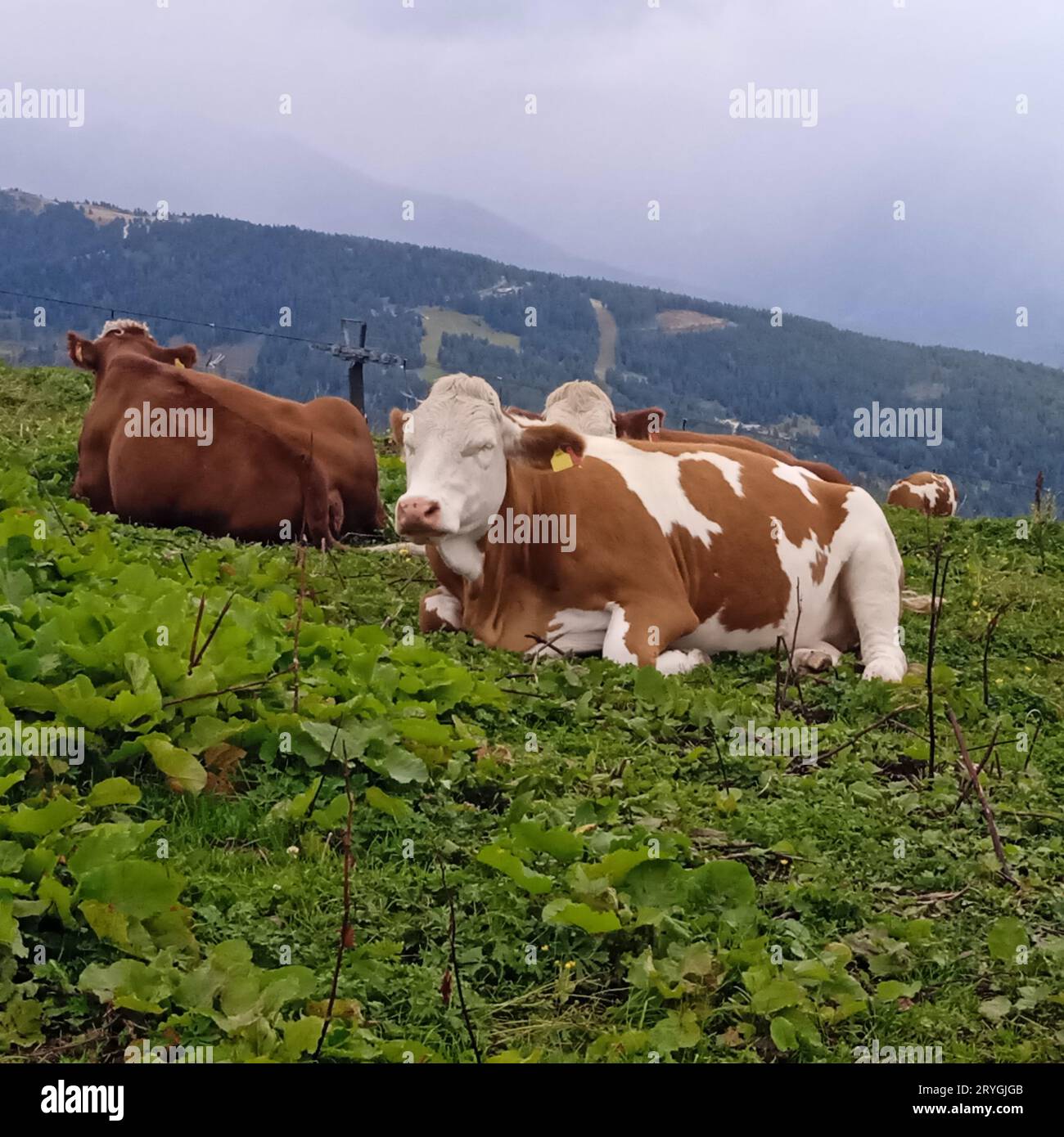 Green cow hi-res stock photography and images - Alamy