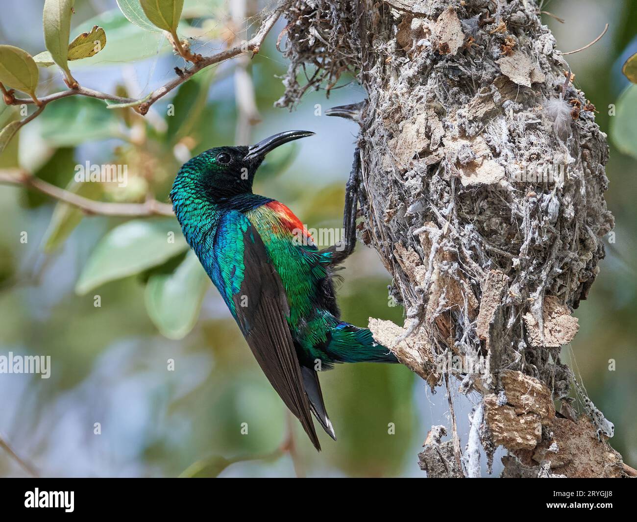 Beautiful sunbird sitting on its nest feeding its young Stock Photo - Alamy