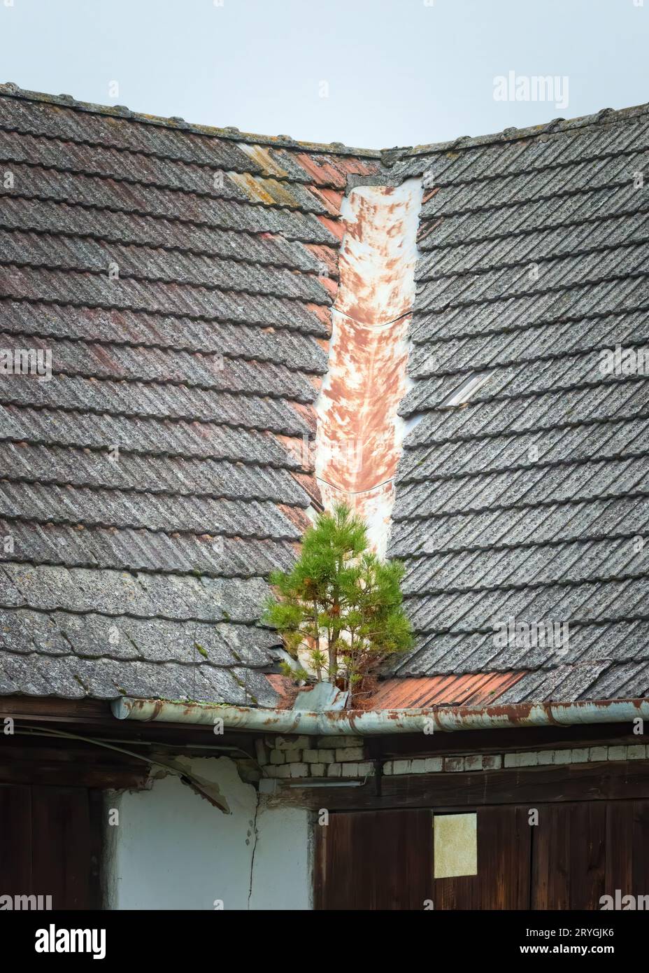 Tree growing through roof hi-res stock photography and images - Alamy