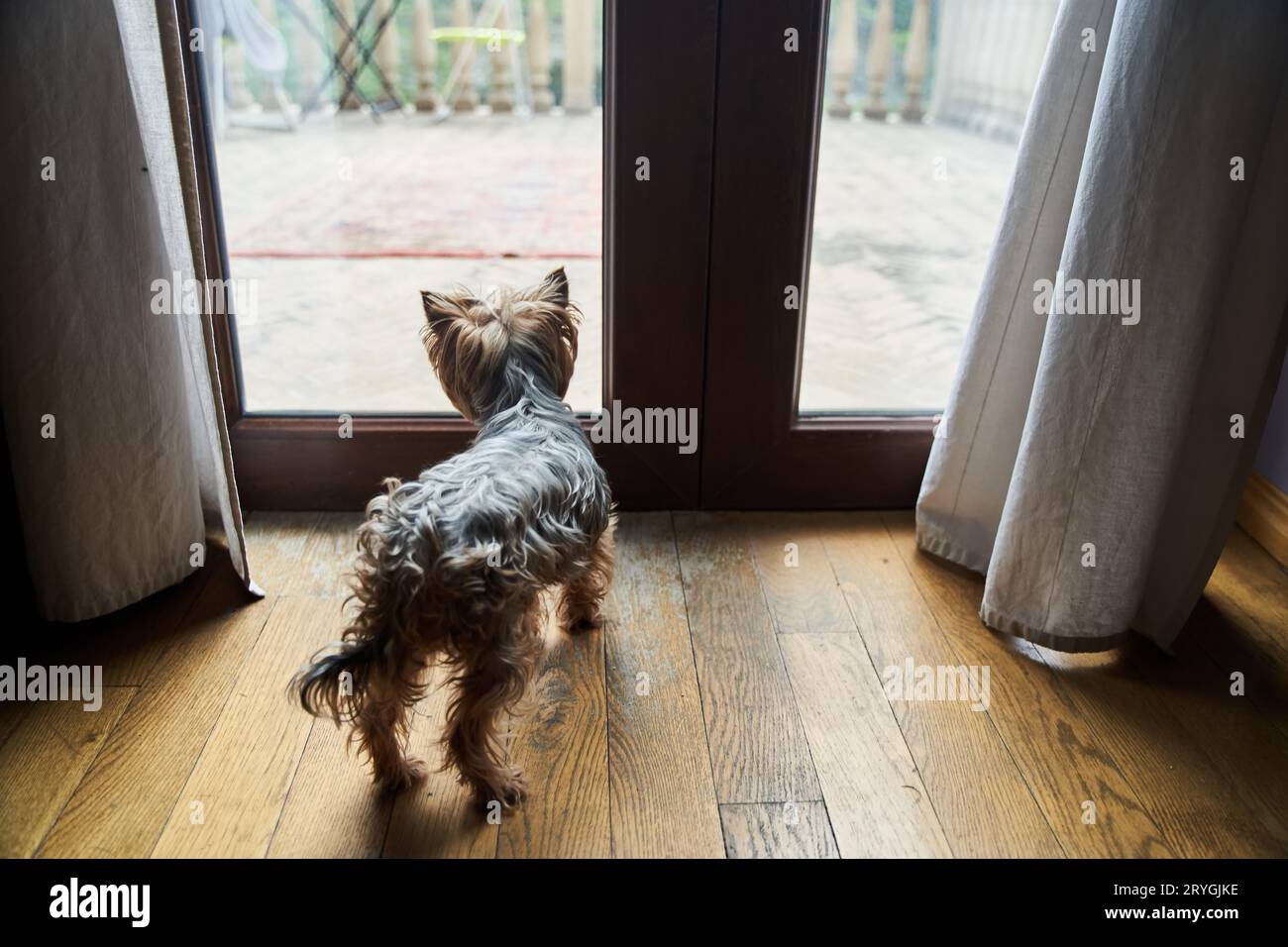 Cute adult Yorkshire looking out the window. View from the back Stock ...