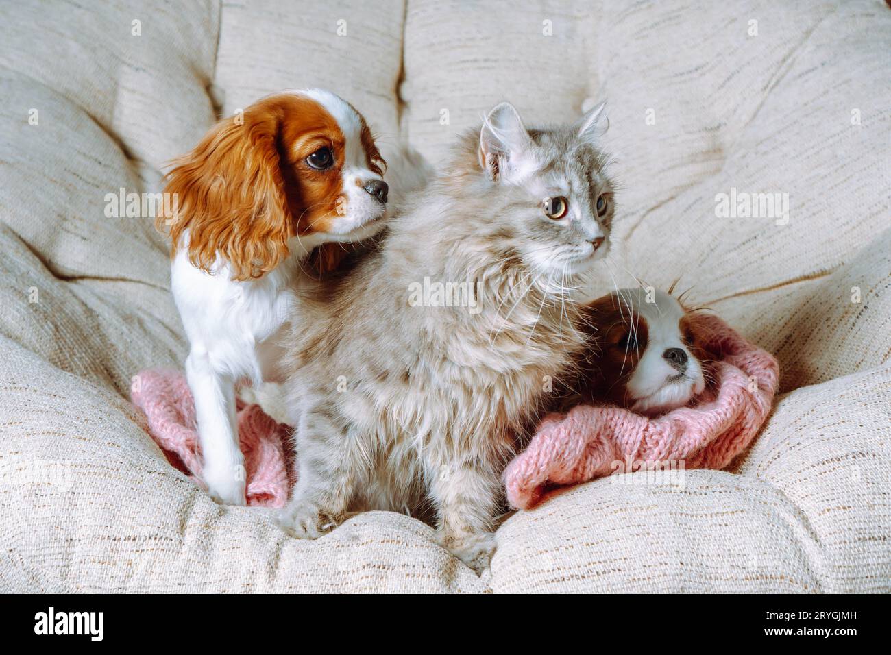 Cavalier King Charles spaniel puppies of the Blenheim color and fluffy ...