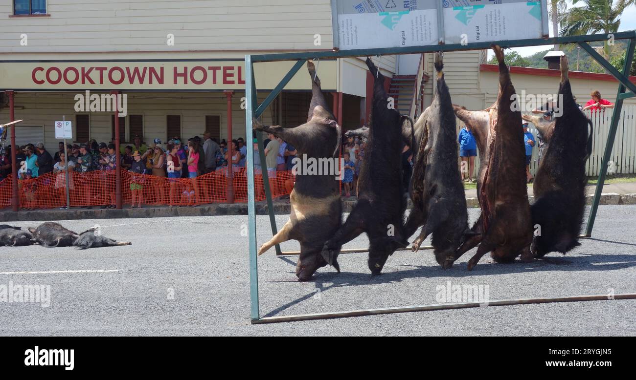 Feral hog australia hi-res stock photography and images - Alamy