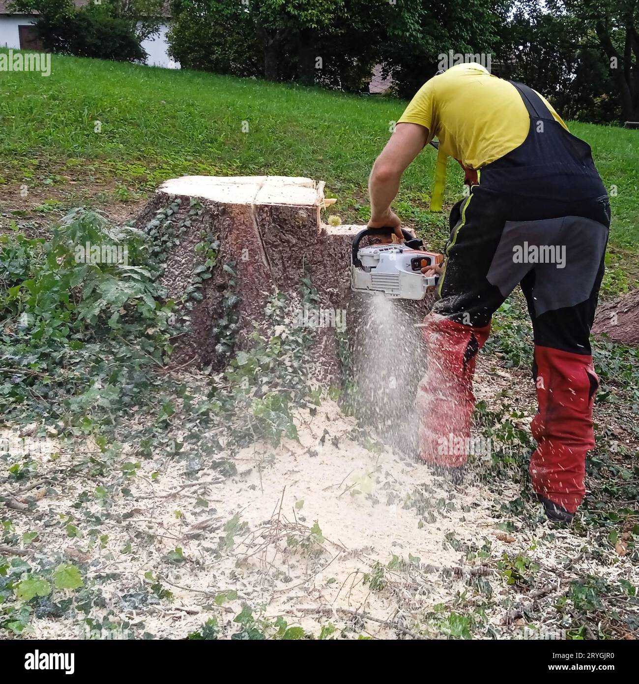 Tree trunk after tree felling Stock Photo - Alamy