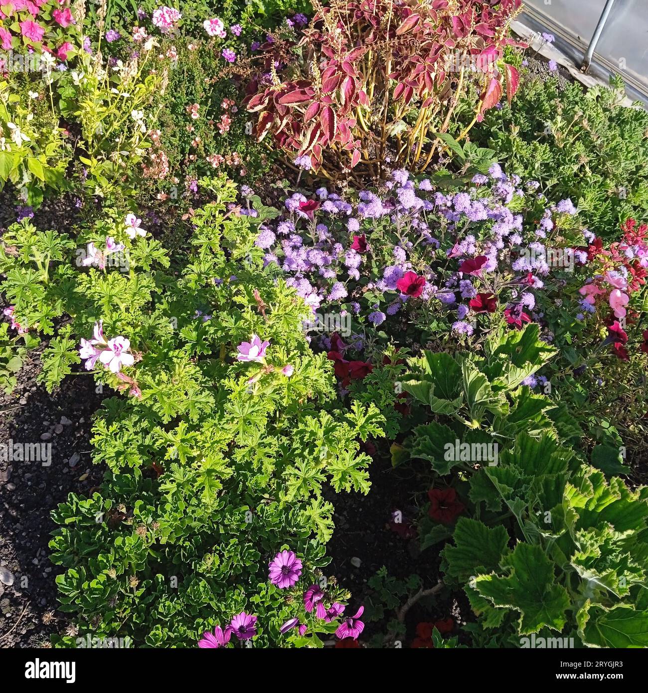 Garden planting with flowers and plants Stock Photo - Alamy