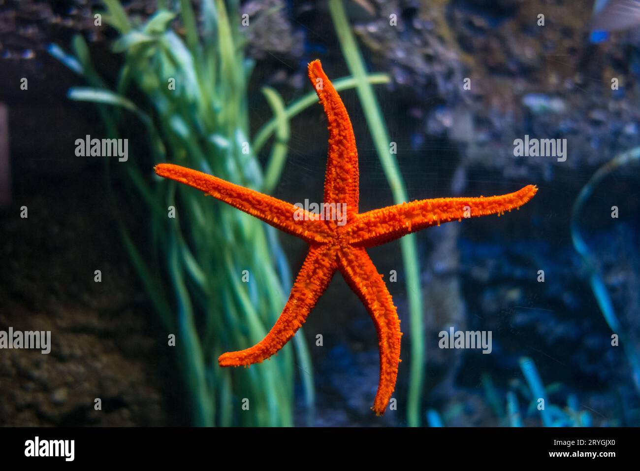 Ocean starfish hi-res stock photography and images - Alamy