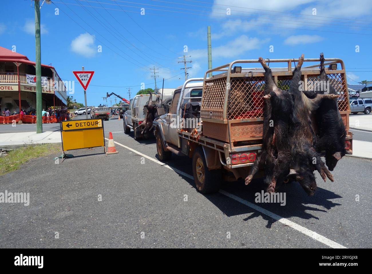 Utes with dead pigs waiting for weigh-in after feral pig control ...