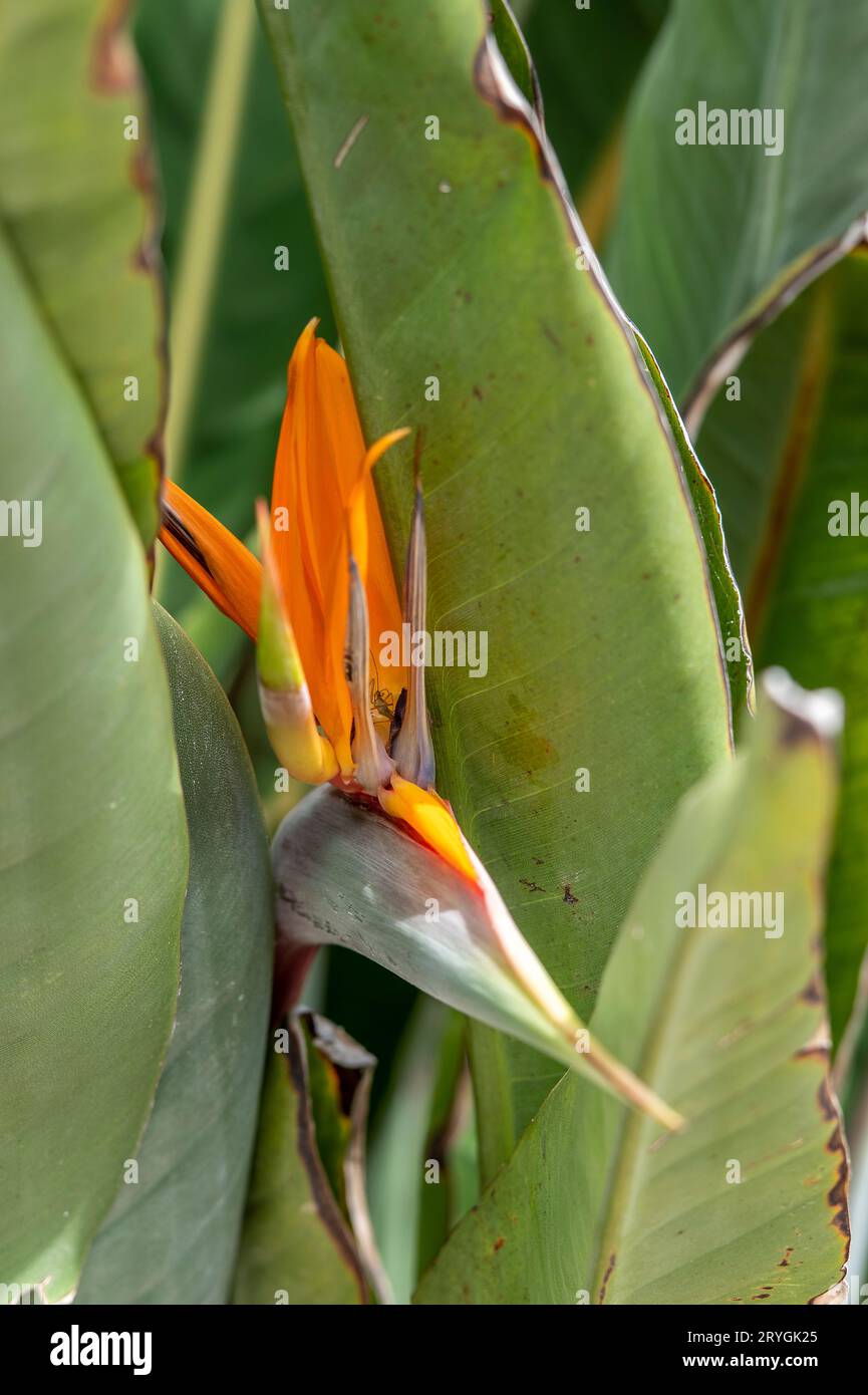 bird of paradise flower head with leaves on the greek island of zante ...