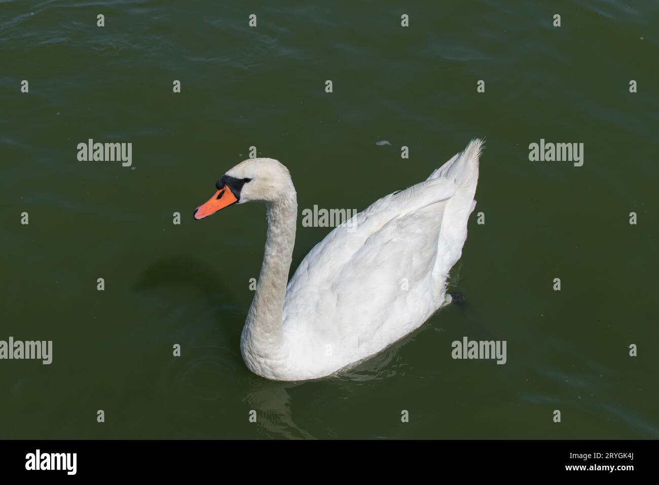 close-up image of a family of swans, an adult white swan and young gray ...