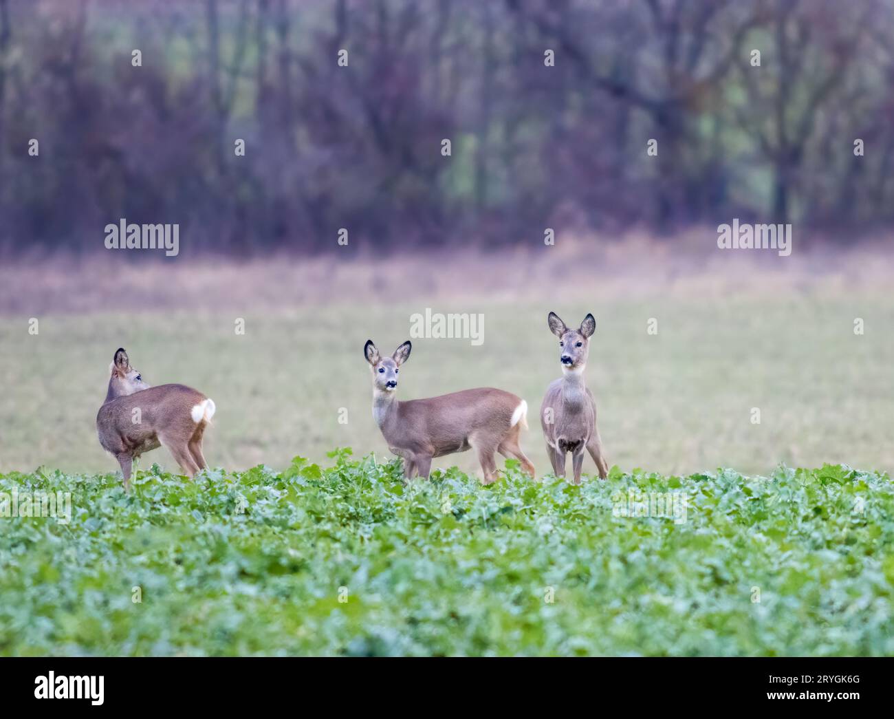 Roe deer female spring hi-res stock photography and images - Alamy