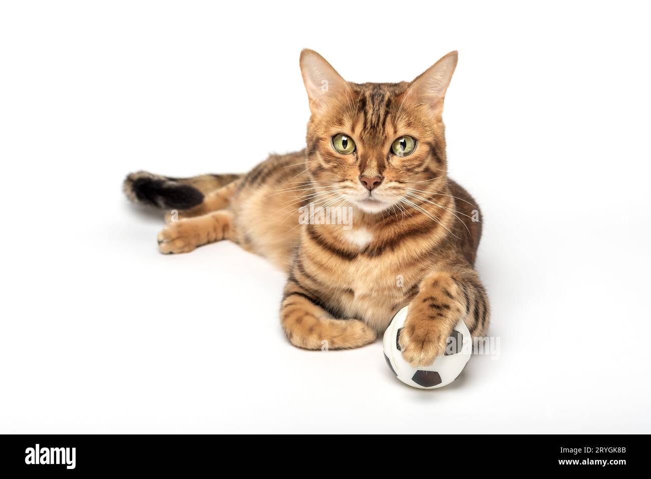 Bengal cat plays with a toy soccer ball isolated on a white background ...