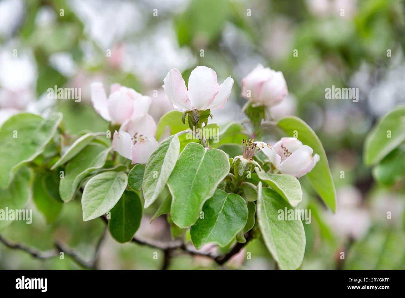 Cultivants hi-res stock photography and images - Alamy