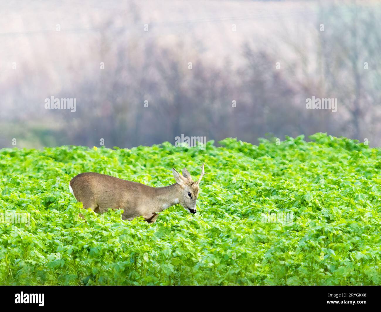 Buck and ear hi-res stock photography and images - Alamy