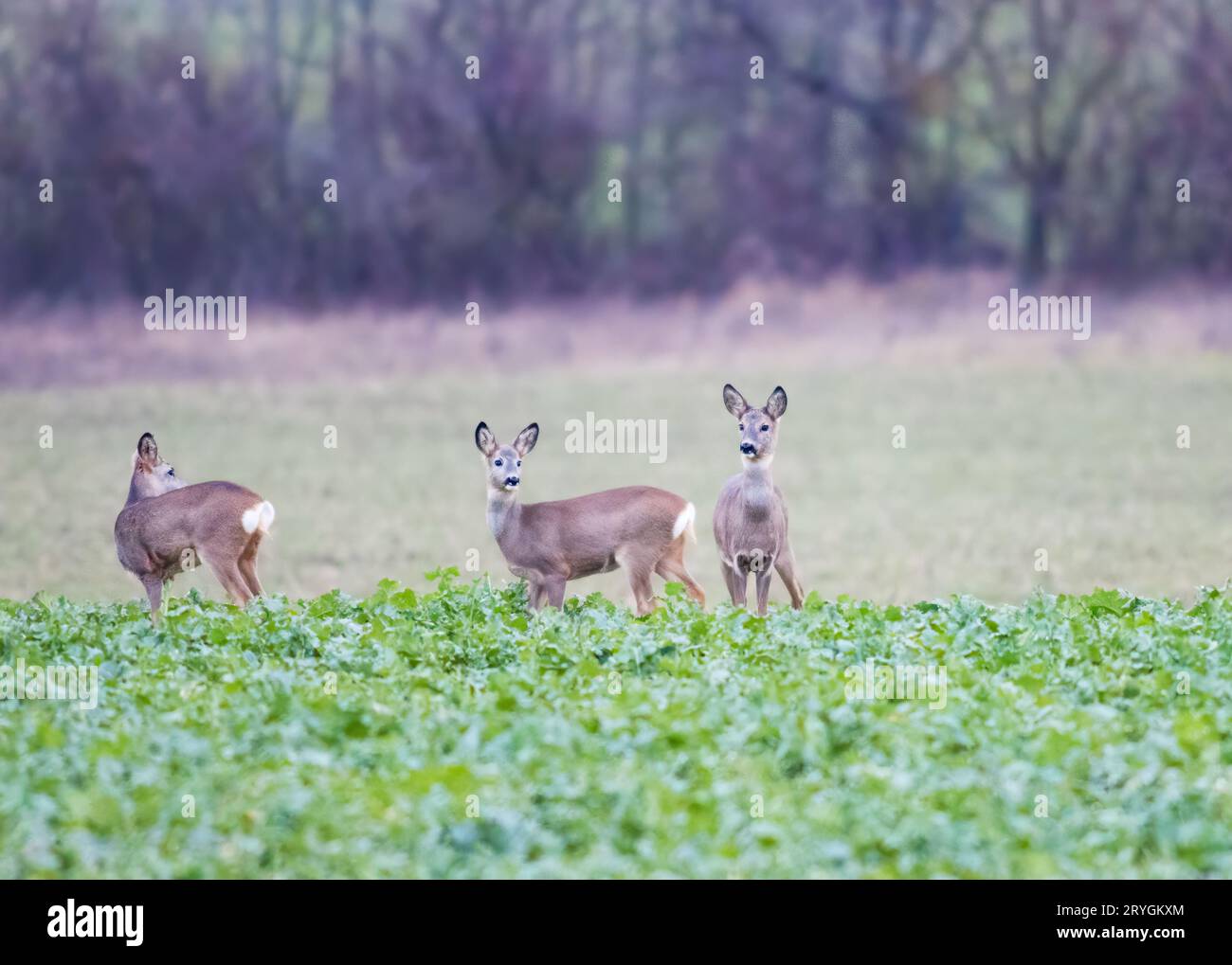 Curious roe deer doe hi-res stock photography and images - Alamy