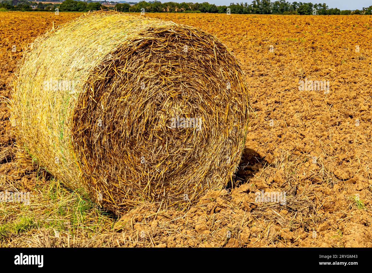 Closeup of a rolled hay bale on agricultural land, green trees and ...