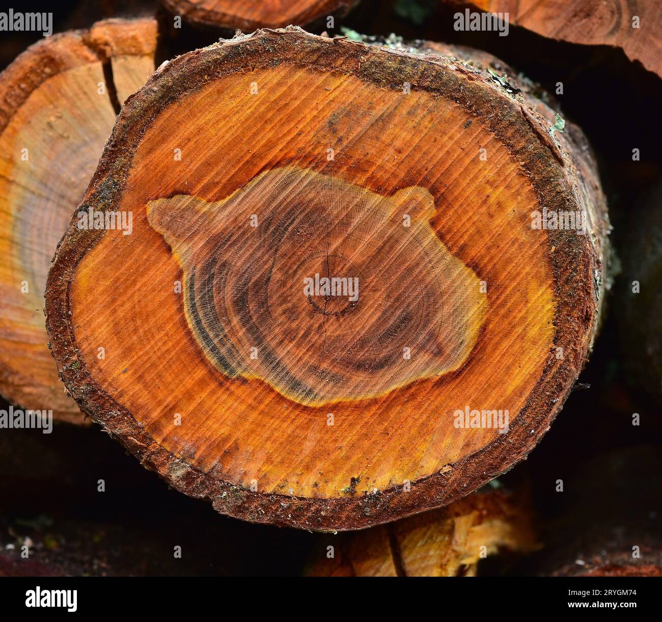 Plum tree; tree-profile; slice of a tree (trunk Stock Photo - Alamy