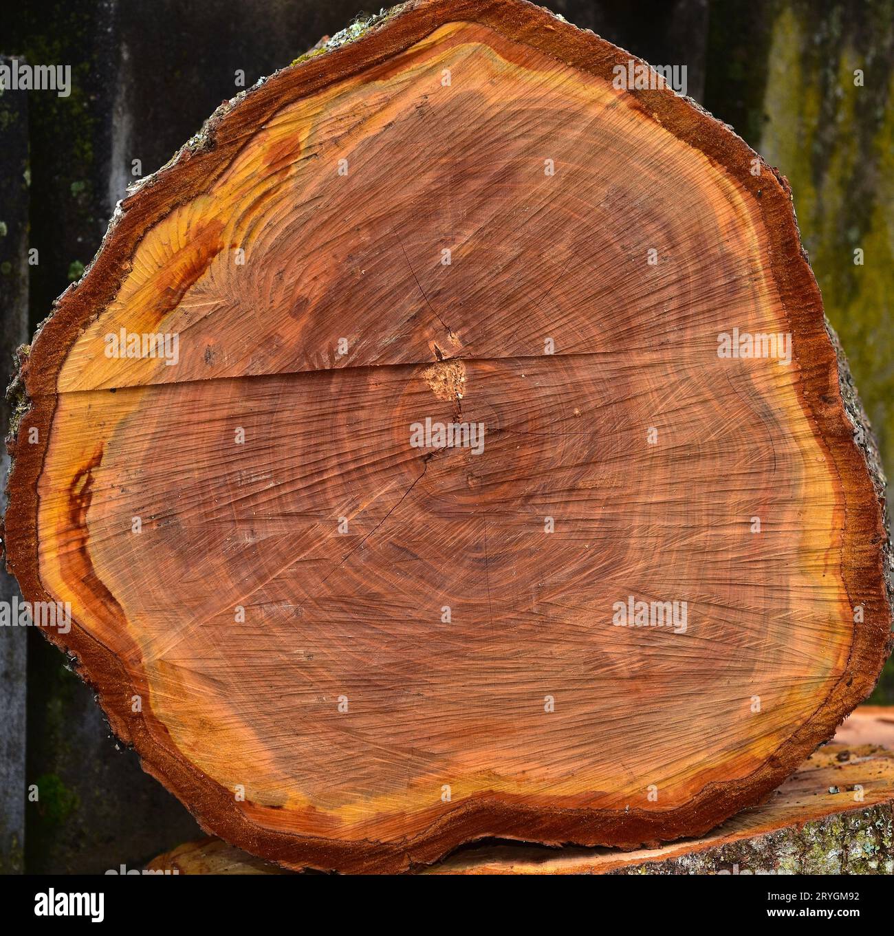 Profile of tree hi-res stock photography and images - Alamy