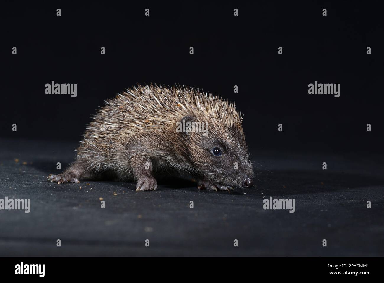 British hedgehogs hi-res stock photography and images - Alamy