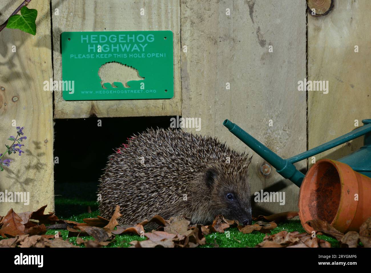 British hedgehogs hi-res stock photography and images - Alamy