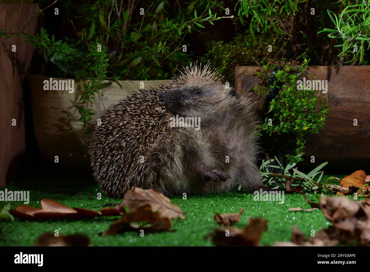 British hedgehogs hi-res stock photography and images - Alamy