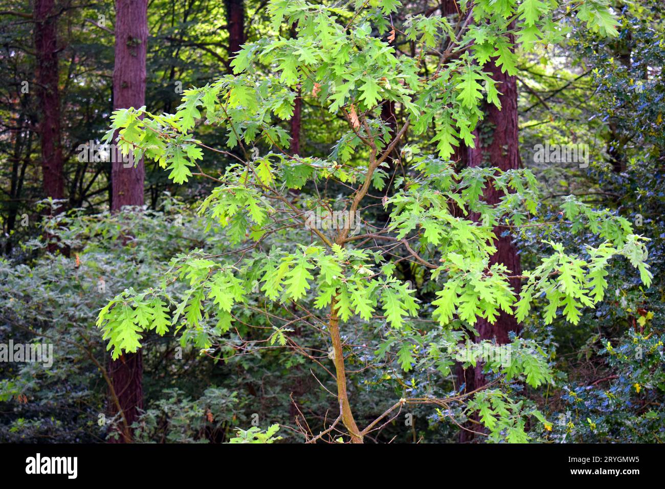 Branches and leaves of Pyrenean oak (Quercus pyrenaica Stock Photo - Alamy