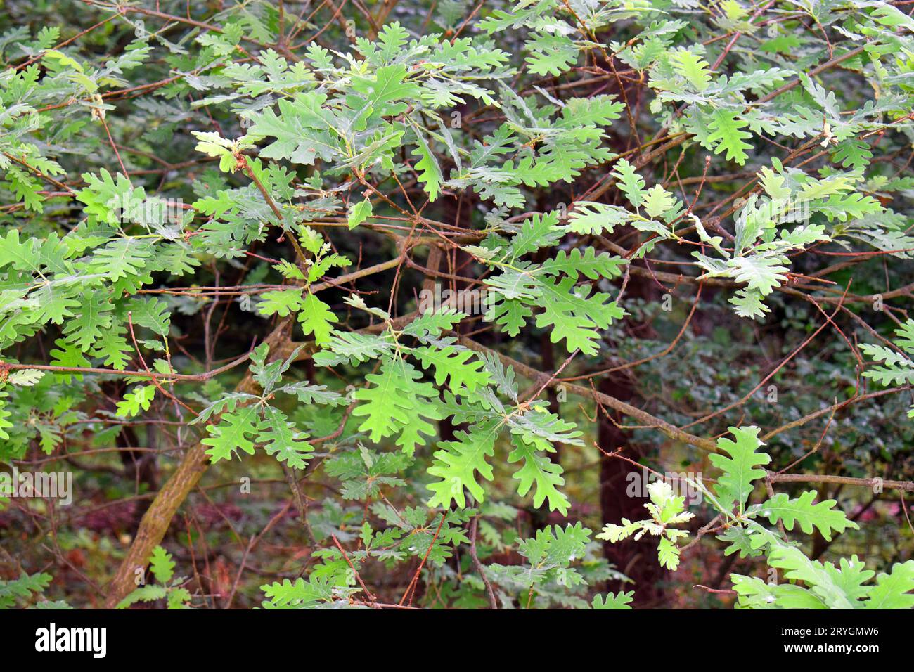 Branches and leaves of Pyrenean oak (Quercus pyrenaica Stock Photo - Alamy