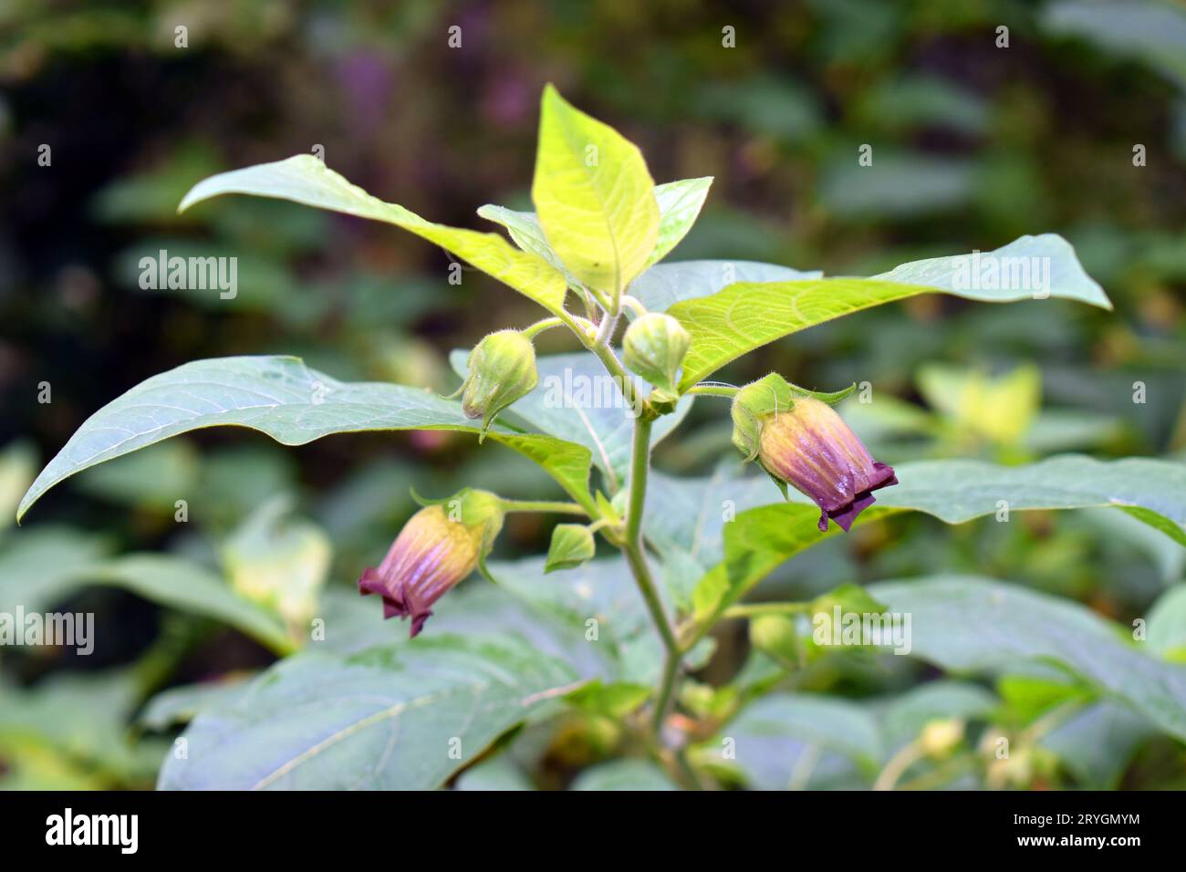 Detail of the belladonna flower (Atropa belladonna) a toxic and ...