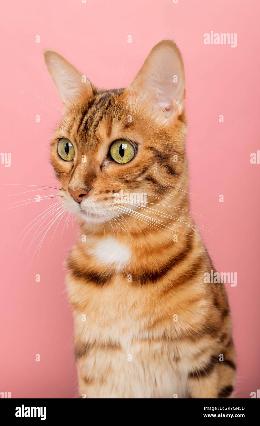 Funny Bengal cat on a pink background. Portrait on a wide-angle lens ...