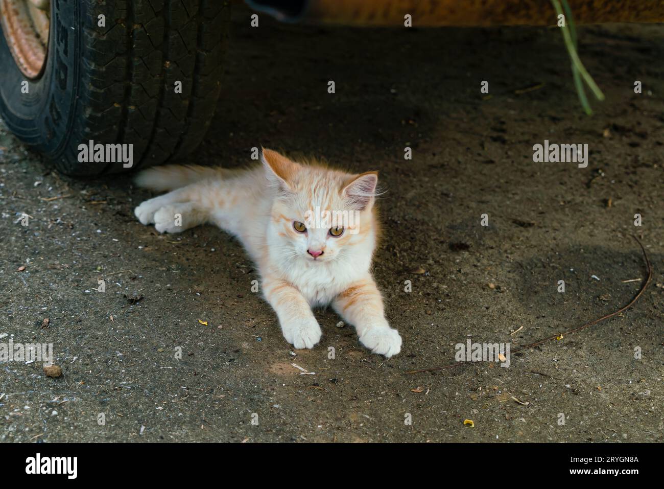 High angle kitten hi-res stock photography and images - Alamy