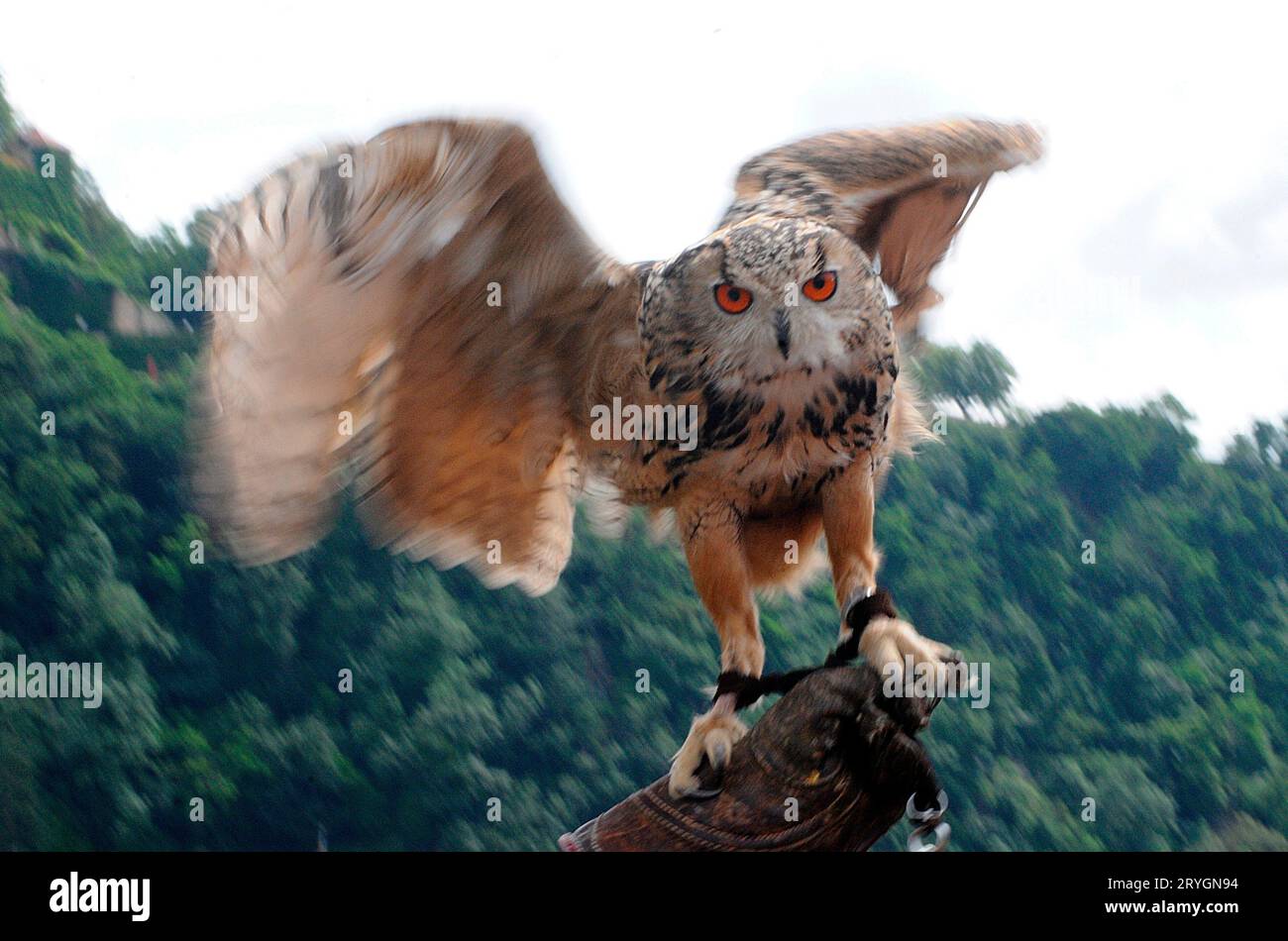 Predatory bird hi-res stock photography and images - Alamy