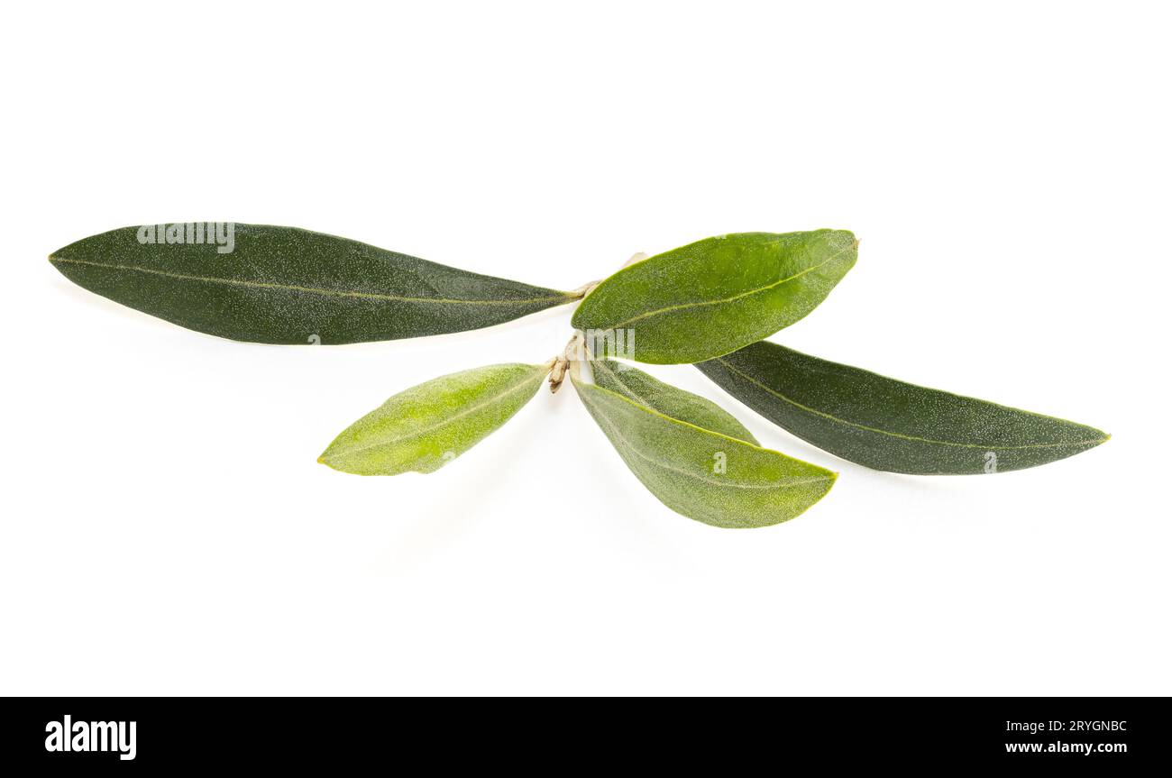 Olive twig isolated on white background Stock Photo - Alamy