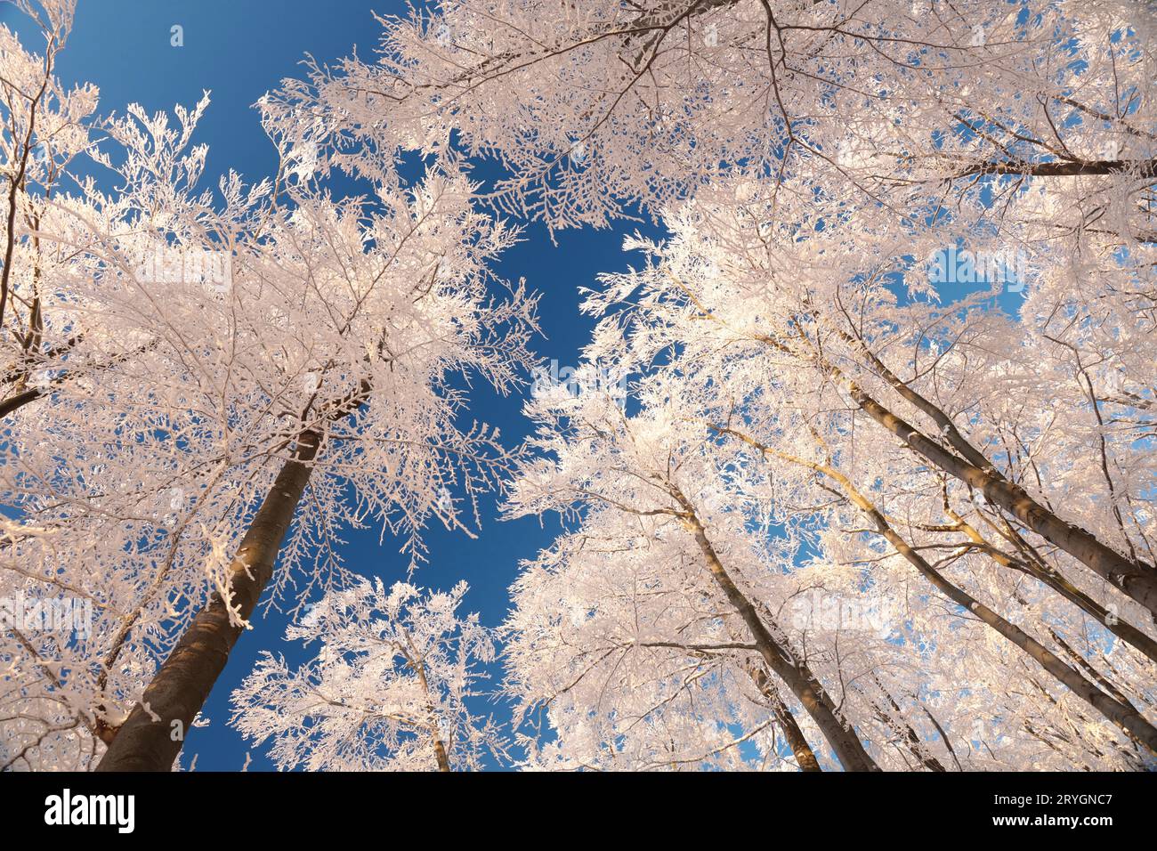 Beech trees frost hi-res stock photography and images - Alamy