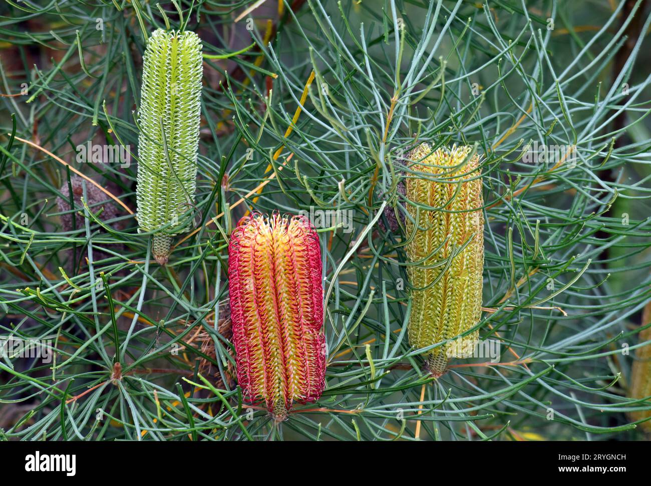 Leaves and flowers of the red swamp banksia (Banksia occidentalis Stock ...