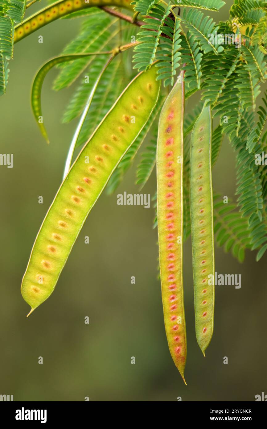 Leaves, pods (fruits) and seeds of Leucaena leucocephala Stock Photo ...