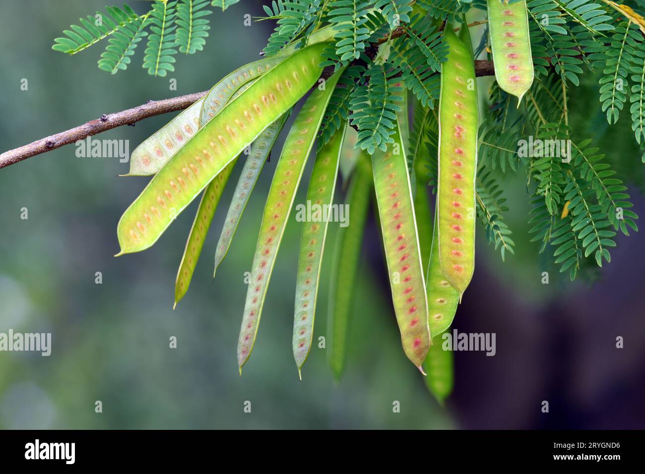 Leaves, pods (fruits) and seeds of Leucaena leucocephala Stock Photo ...