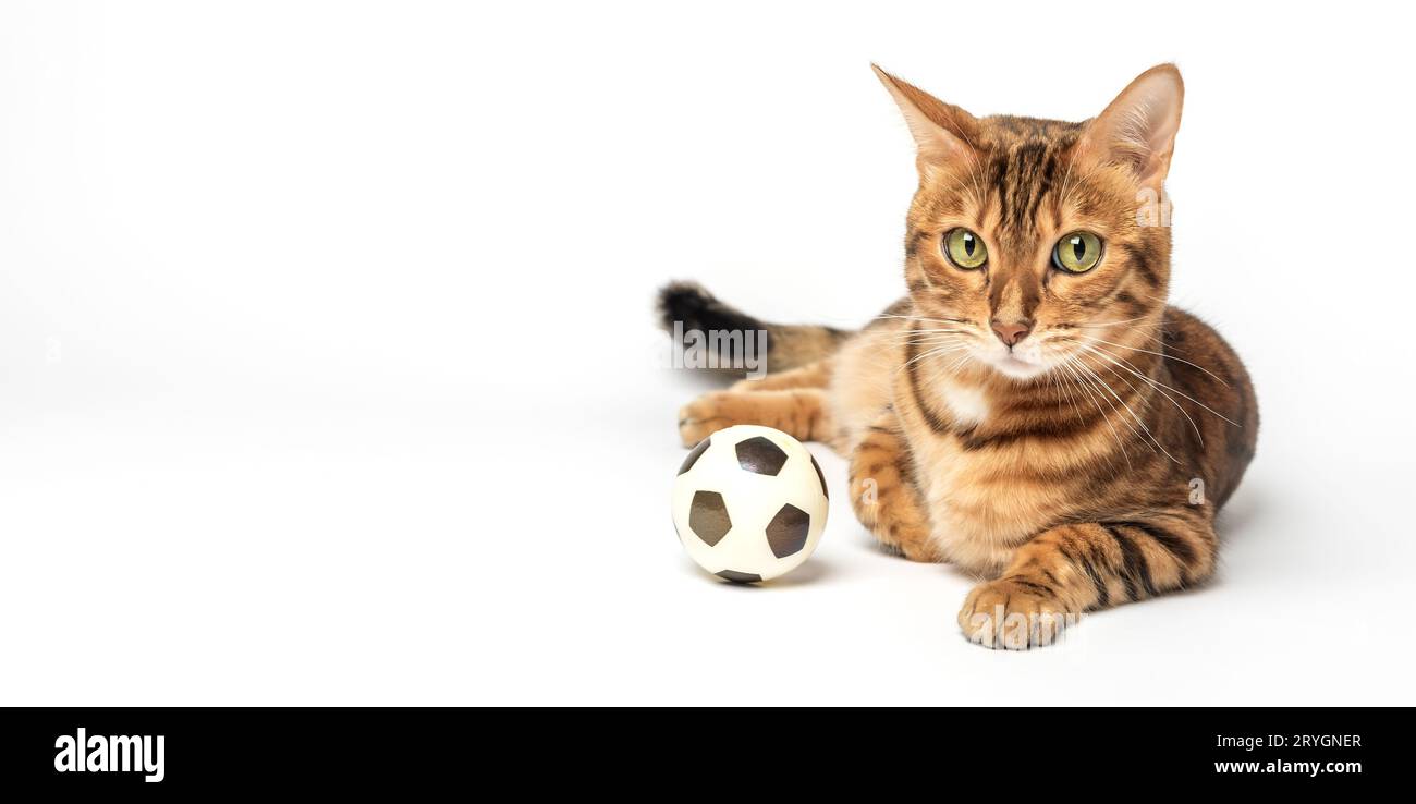 Bengal cat plays with a toy soccer ball isolated on a white background ...