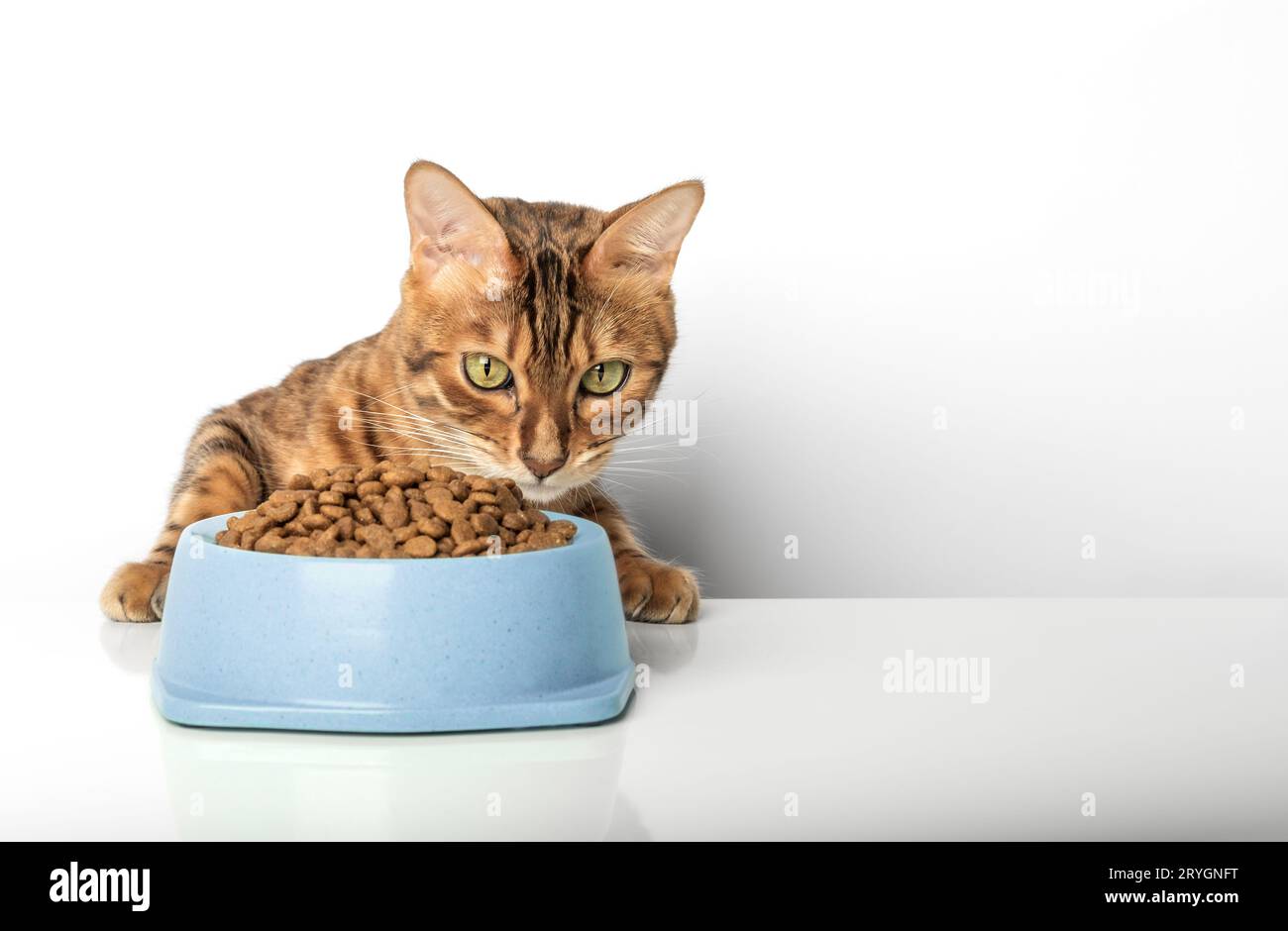 Hungry cat near bowl with dry cat food isolated on white background ...