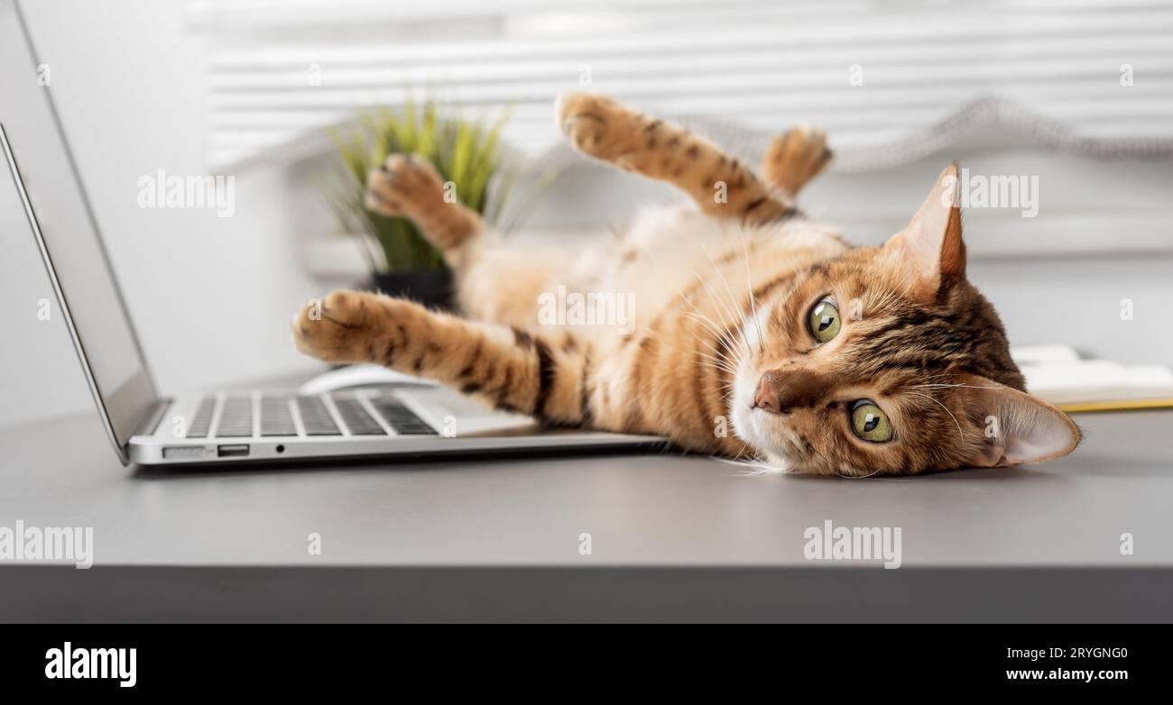 Funny Cat Picture Computer