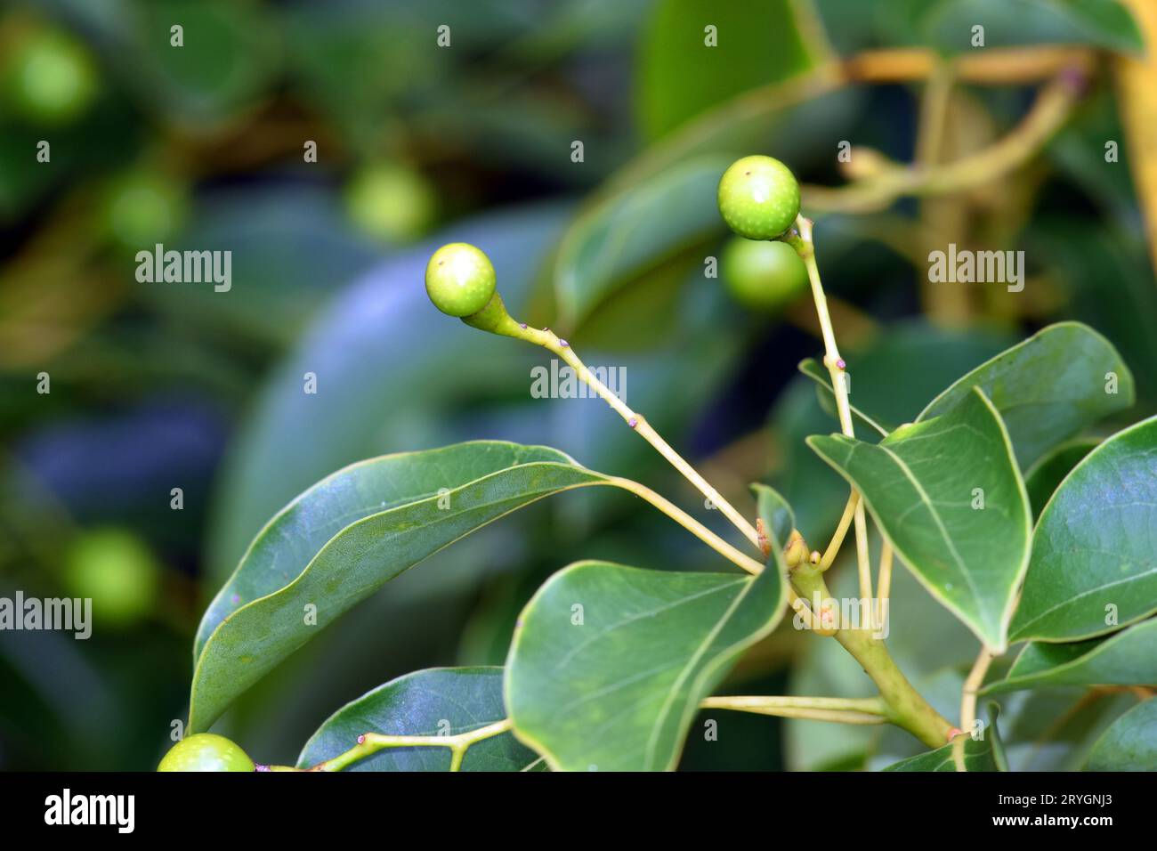 Leaves and fruits of the camphor tree (Cinnamomum camphora Stock Photo ...