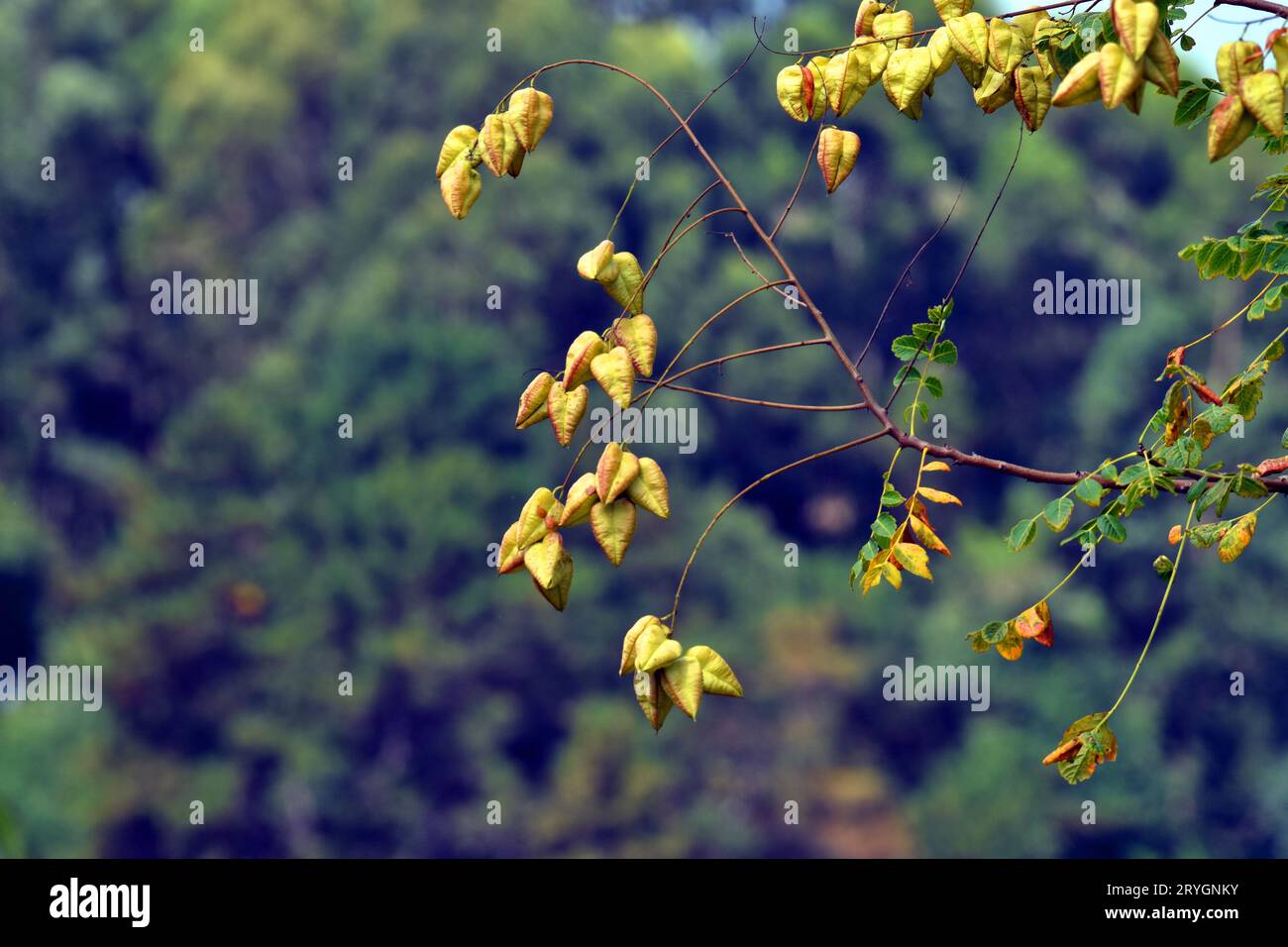 Fruits of golden rain tree (Koelreuteria paniculata Stock Photo - Alamy