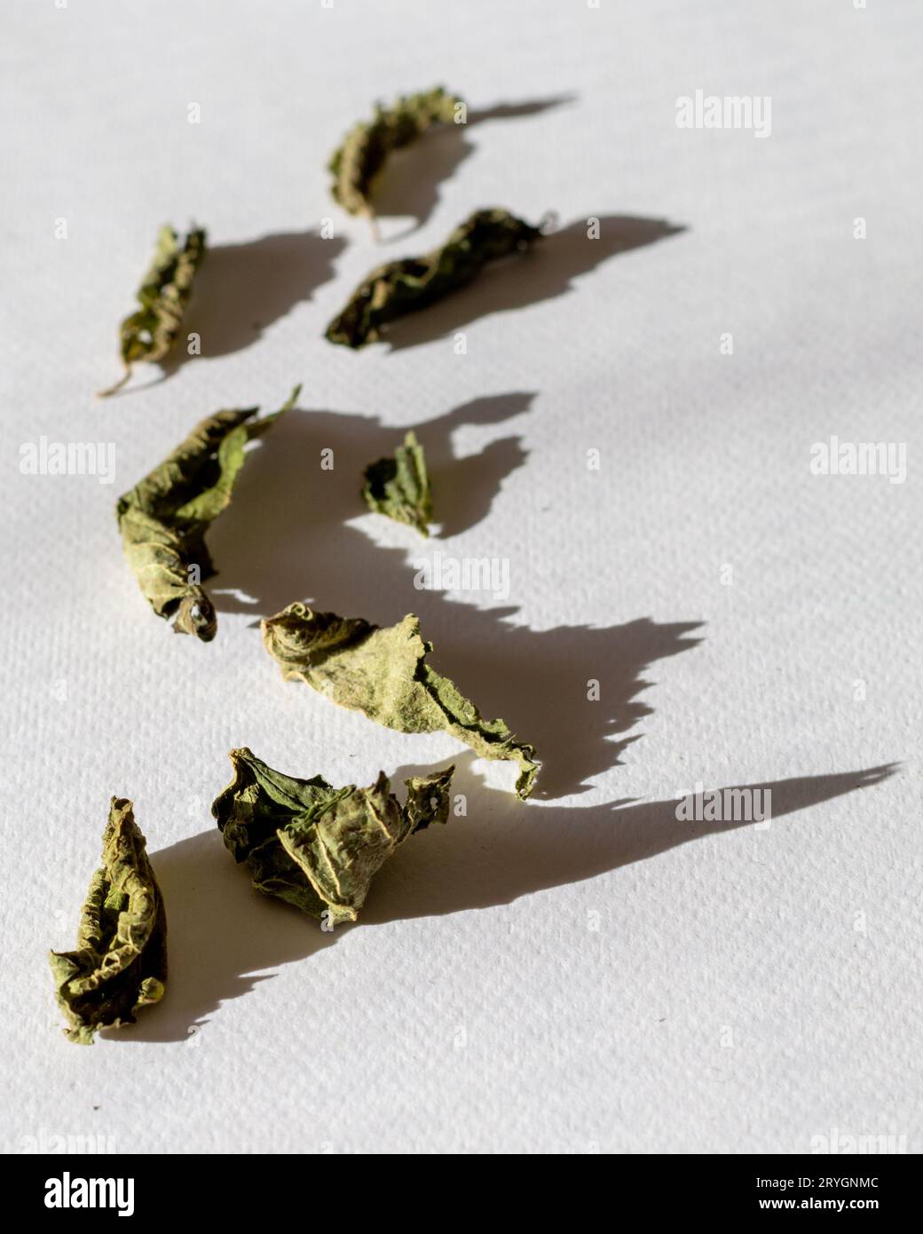 dried nettle leaves on a white background Stock Photo - Alamy