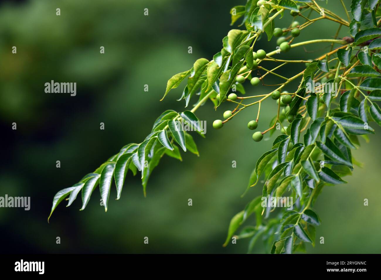 Chinaberry tree hi-res stock photography and images - Alamy