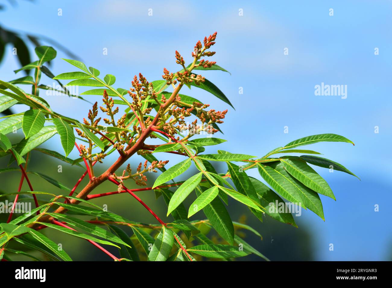 Leaves and flowers of Rhus copallinum with a blue sky Stock Photo - Alamy