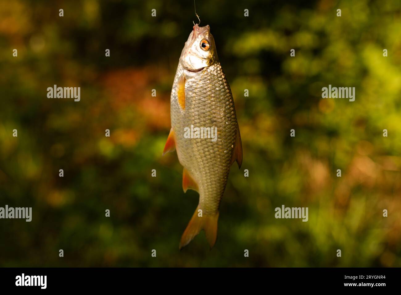 Fish roach caught on a hook in the forest, close-up Stock Photo - Alamy