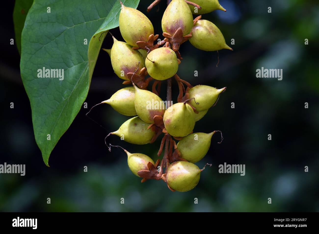 Princess tree paulownia tomentosa hi-res stock photography and images ...