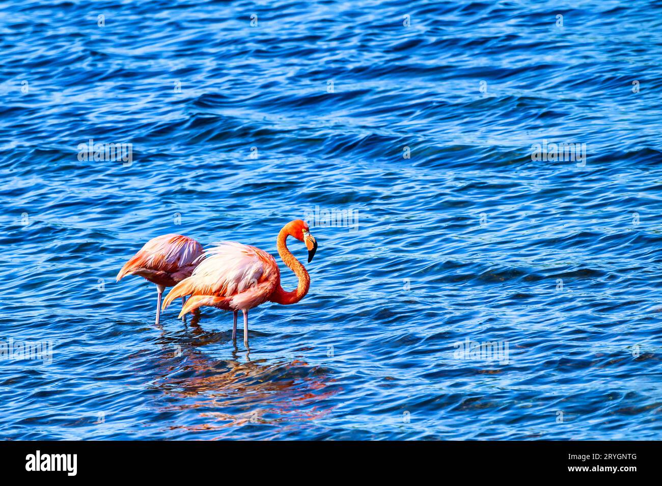 A view of the flamingos in the caribbean Stock Photo - Alamy