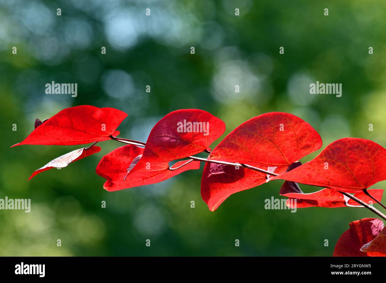 Red leaves of the eastern redbud (Cercis canadensis) with a greenish ...