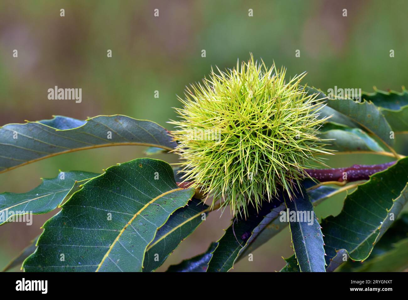 Detail of the leaves and thorny fruit of chestnut (Castanea sativa ...